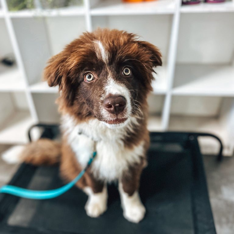 Puppy Training 101: Tips for Raising a Happy, Well-Behaved Pup | Walkys ...